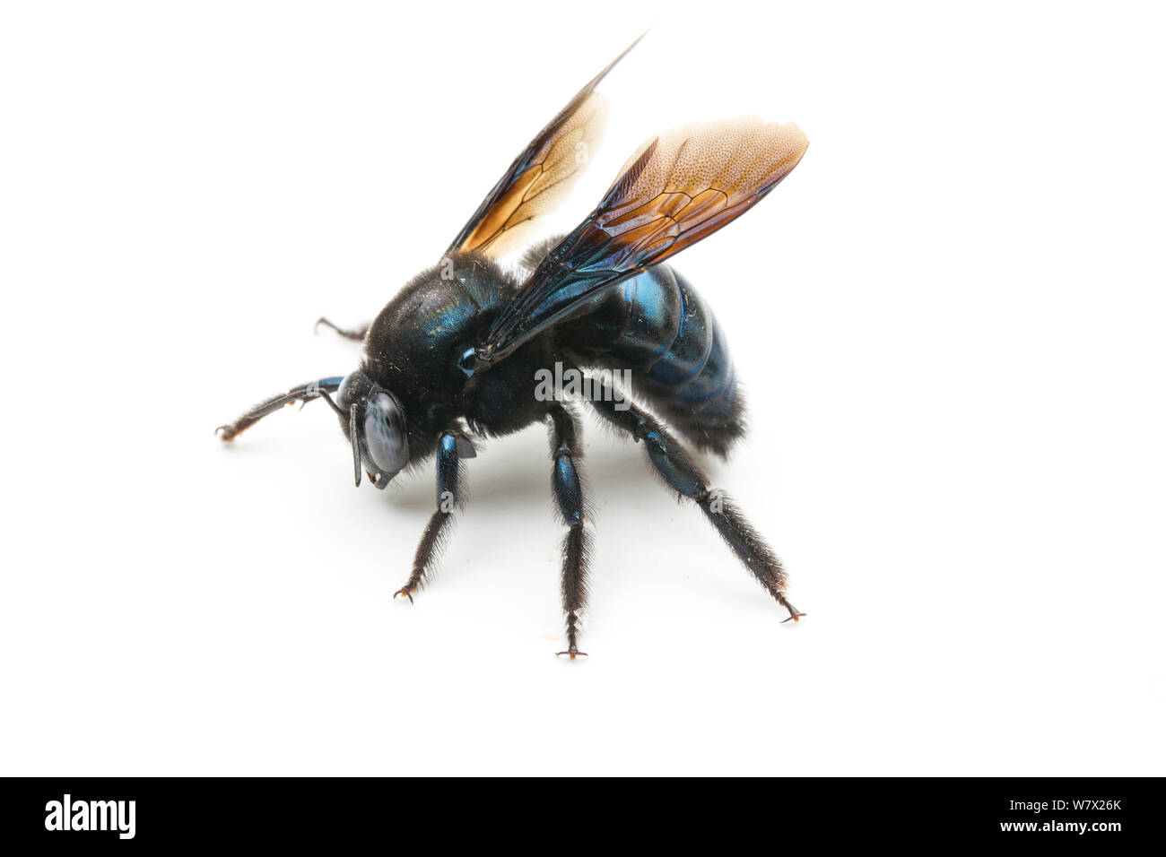 California Carpenter Bee (Xylocopa californica) Antelope Springs, Inyo ...