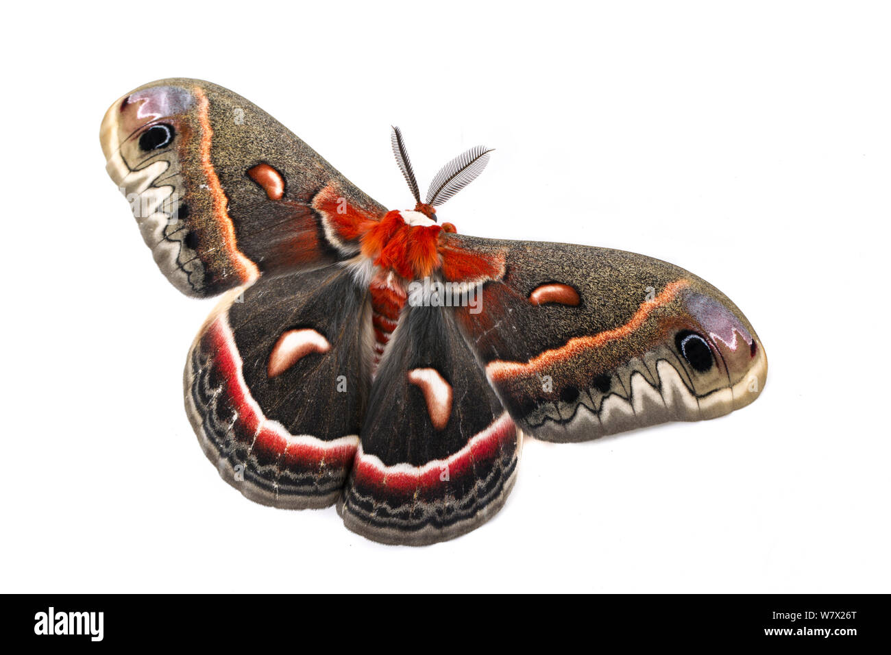 Cecropia moth hi-res stock photography and images - Alamy