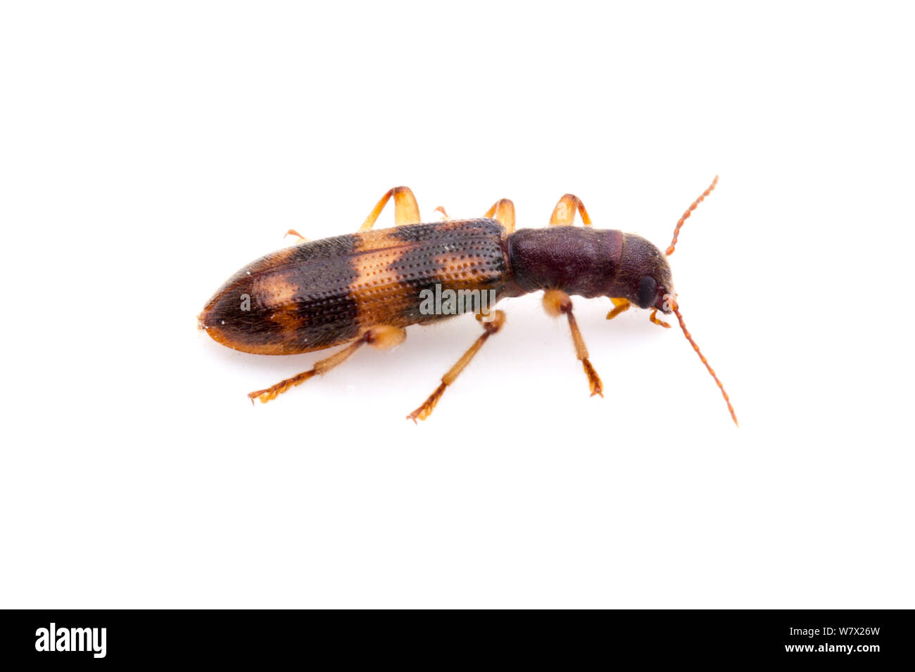 Checkered Beetle (Cymatodera balteata) Austin, Travis County, Texas ...