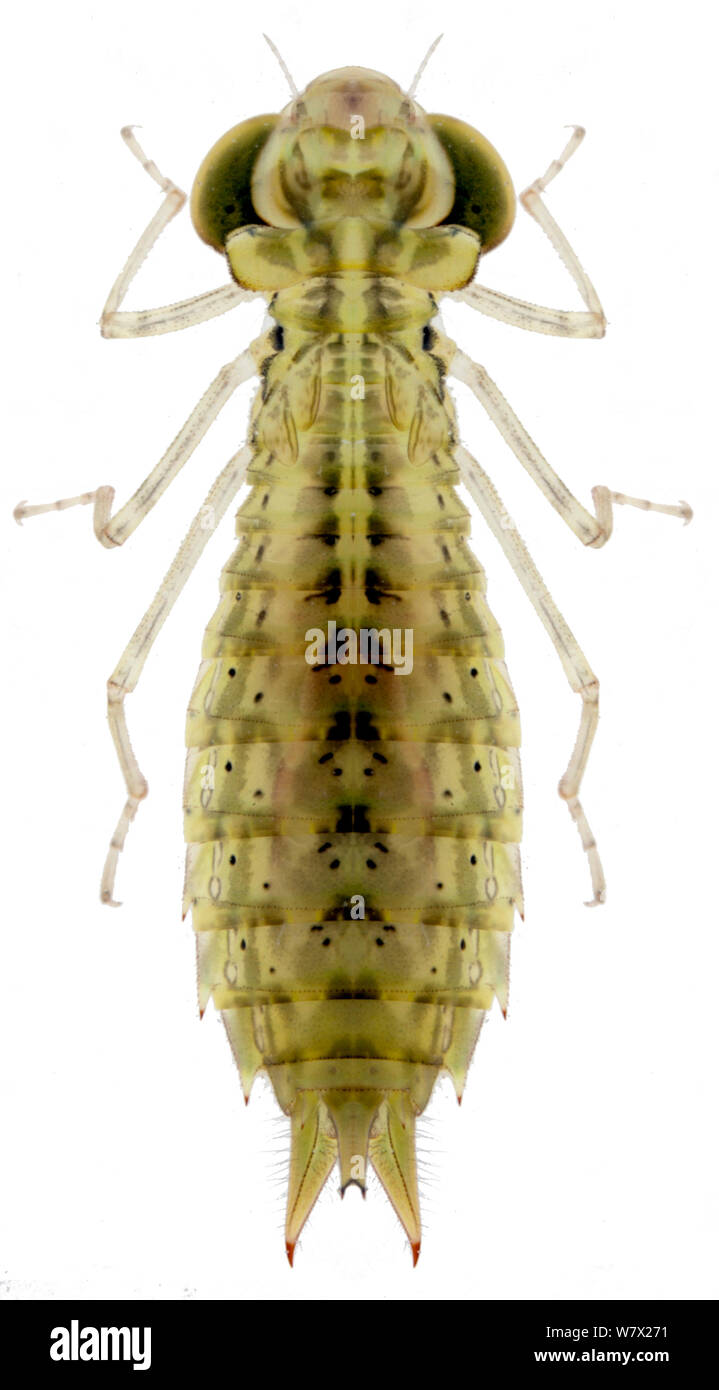 Common Green Darner Dragonfly (Anax junius) nymph, Brackenridge Field ...