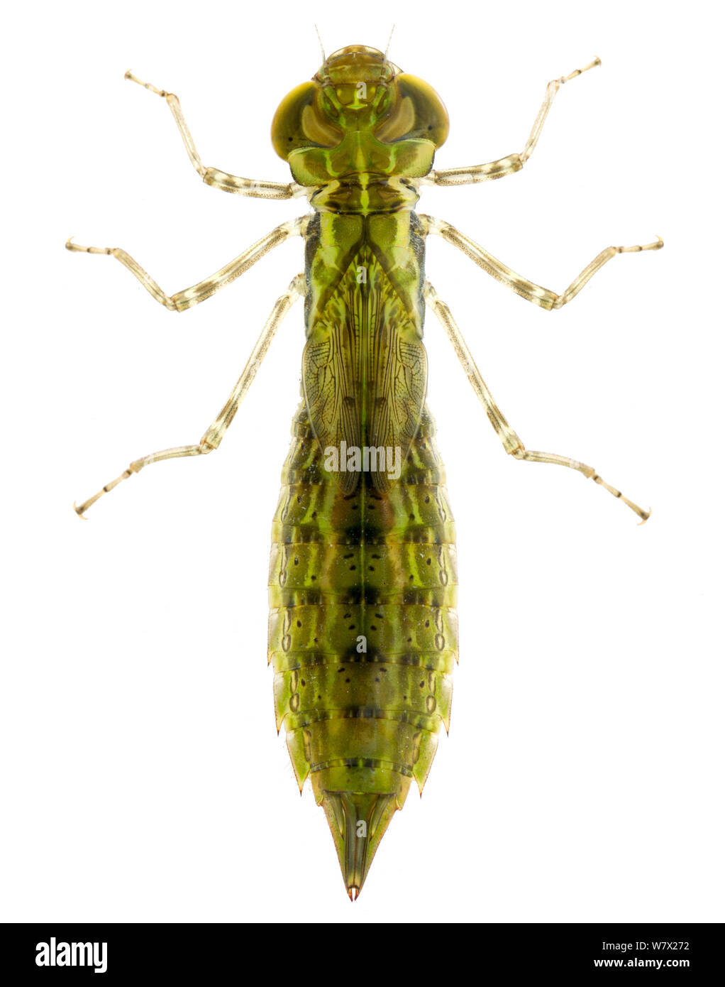 Common Green Darner Dragonfly (Anax junius) nymph, Brackenridge Field ...