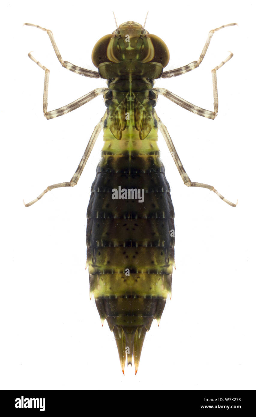 Common Green Darner Dragonfly (Anax junius) nymph, Brackenridge Field ...