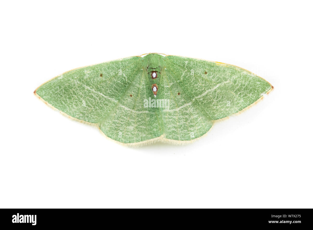 Nemoria darwiniata hi-res stock photography and images - Alamy