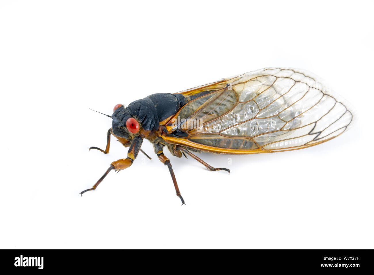 Decim Periodical Cicada (Magicicada septendecim) on white background ...
