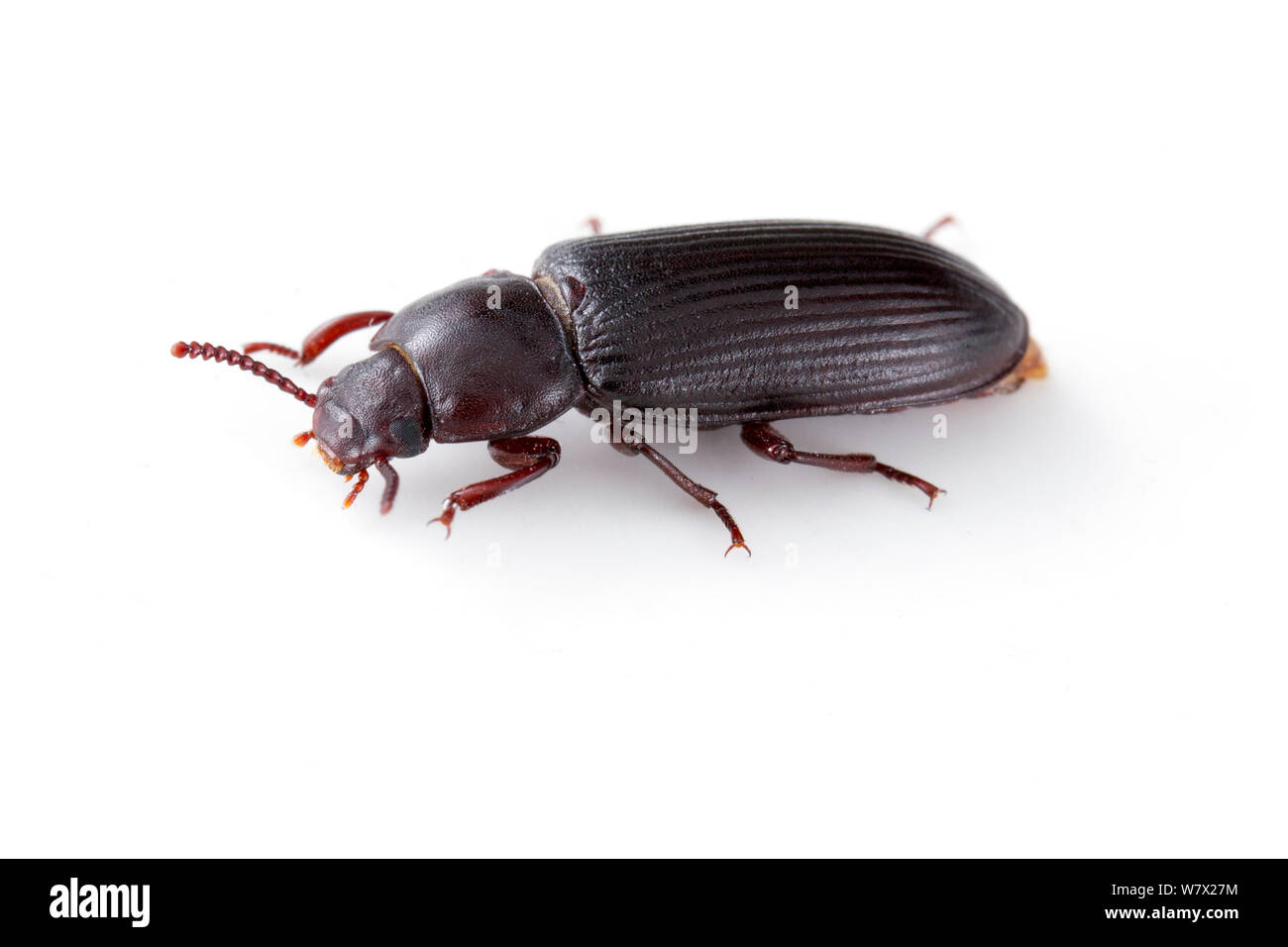 Mealworm beetle tenebrio molitor hi-res stock photography and images ...