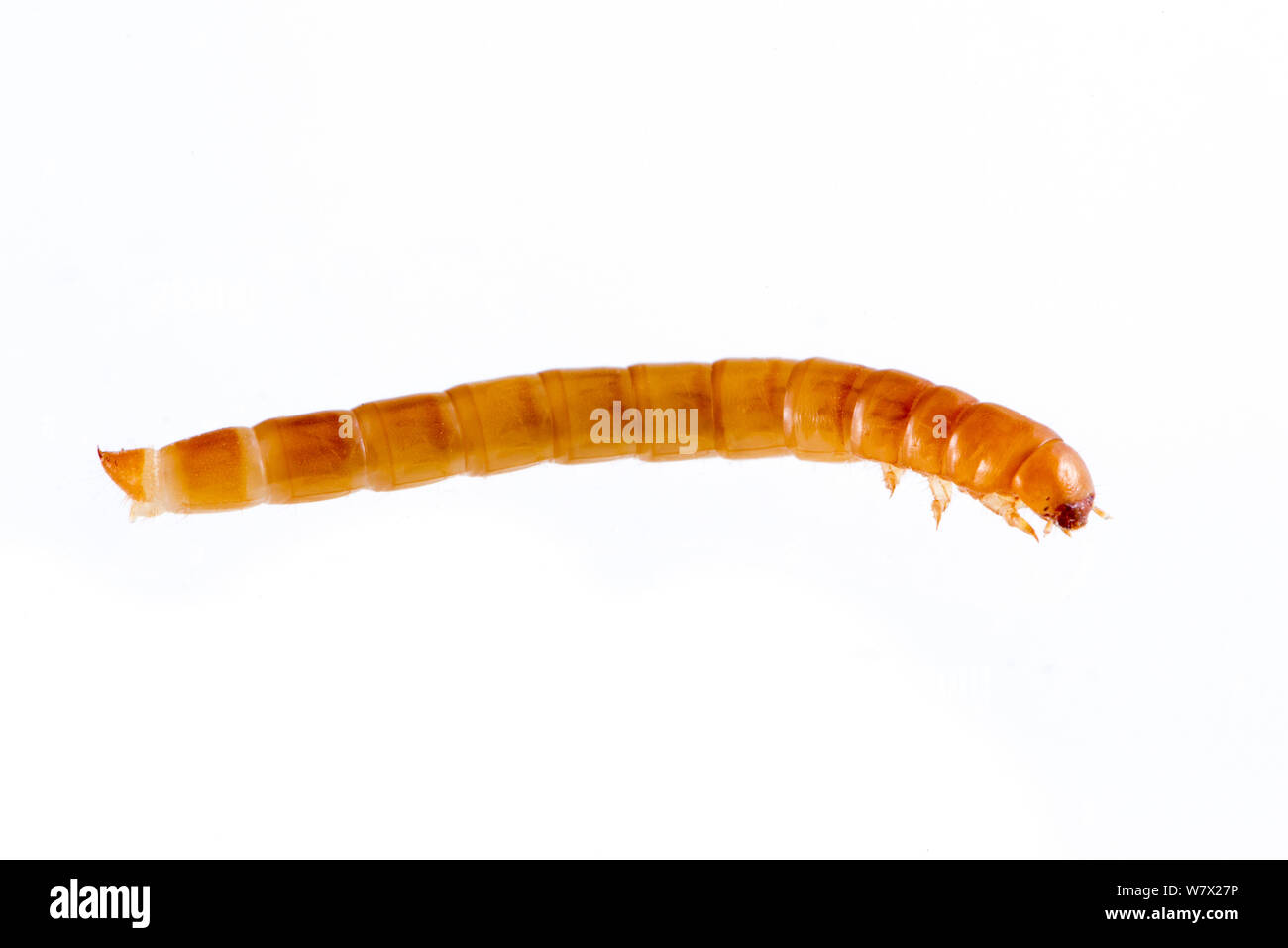 Darkling Beetle (Tenebrio molitor) late instar larva, captive, Austin ...