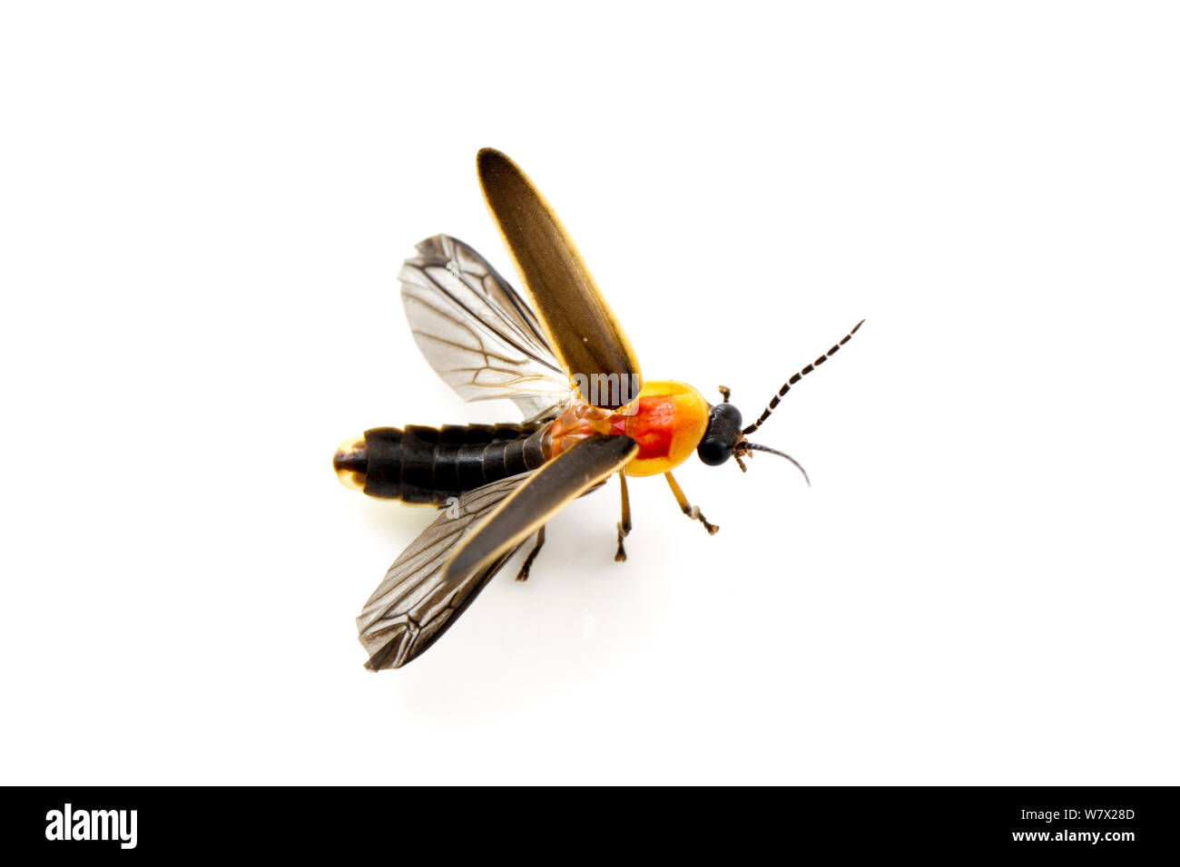 Firefly Insect Flying