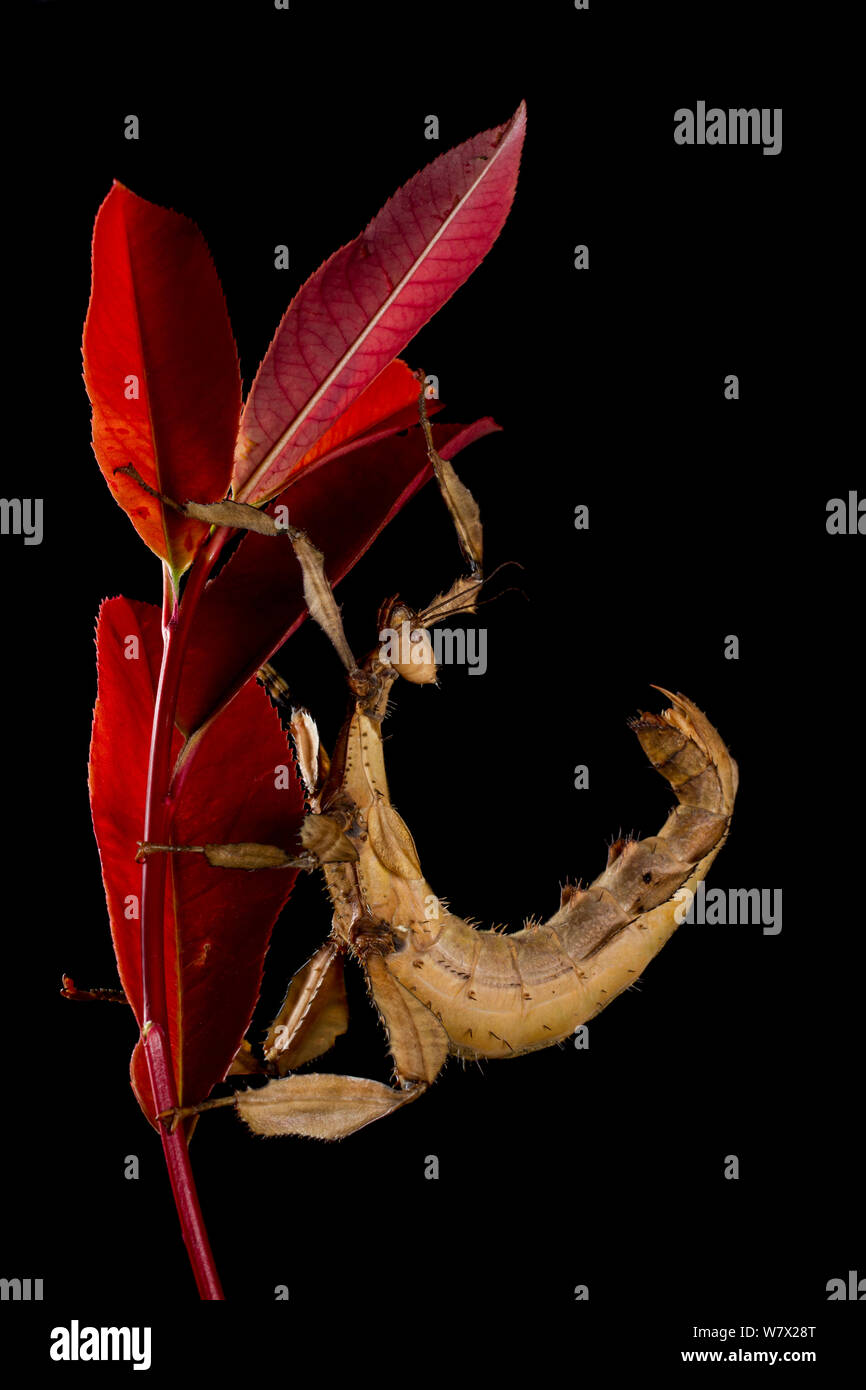 The giant prickly stick insect hi-res stock photography and images - Alamy