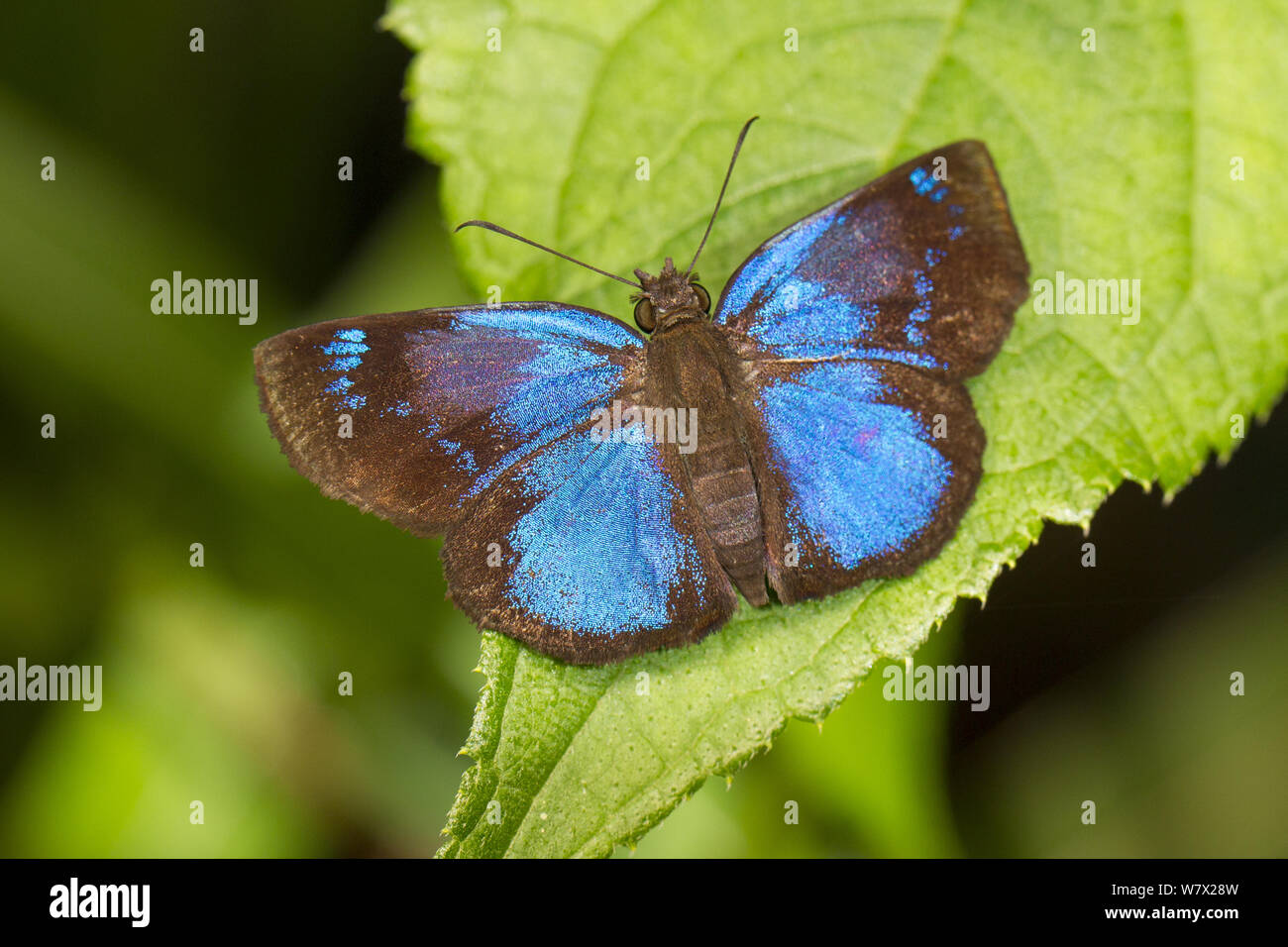 Glorious Blue Skipper (Paches loxus) Cayo District, Belize Stock Photo ...