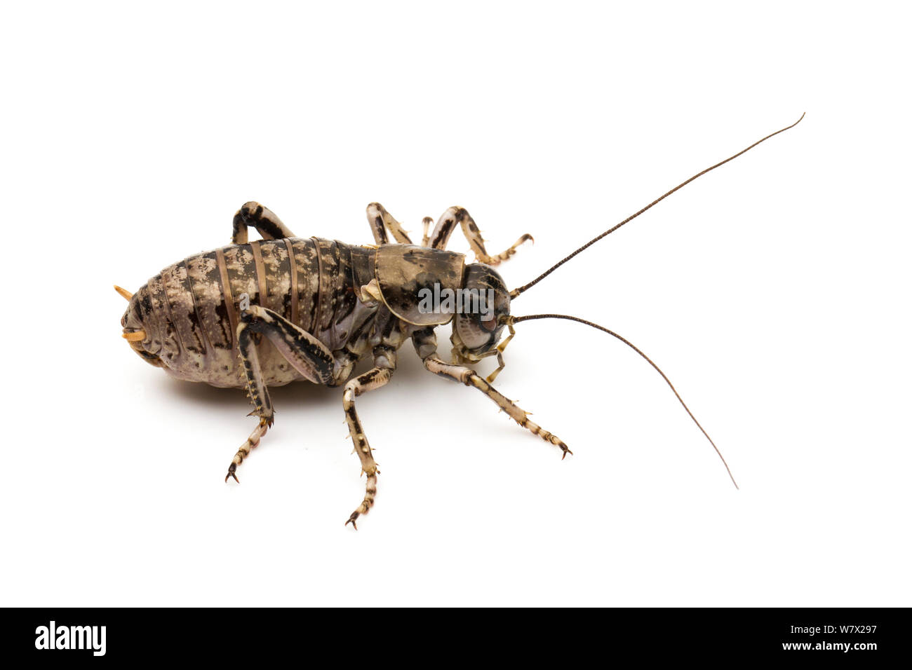 Prophalangopsidae hi-res stock photography and images - Alamy