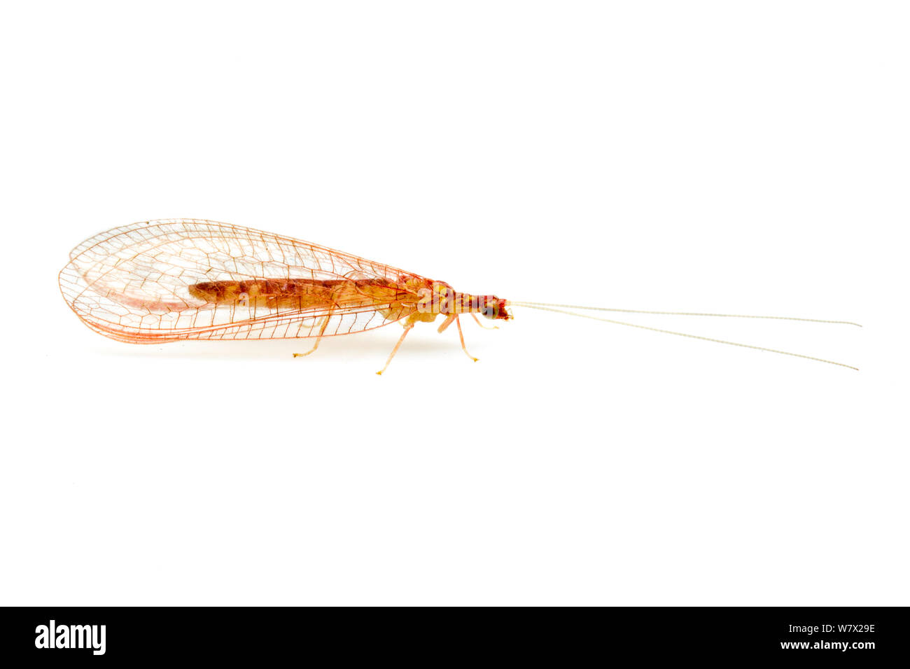 Texas wildlife Cut Out Stock Images & Pictures - Alamy