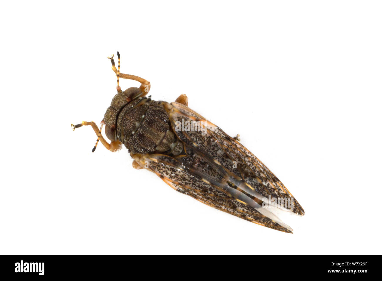 Hackberry Psyllid (Pachypsylla sp.) Austin, Brackenridge Field ...