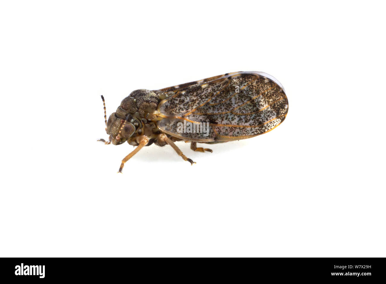 Hackberry Psyllid (Pachypsylla sp.) Austin, Brackenridge Field ...