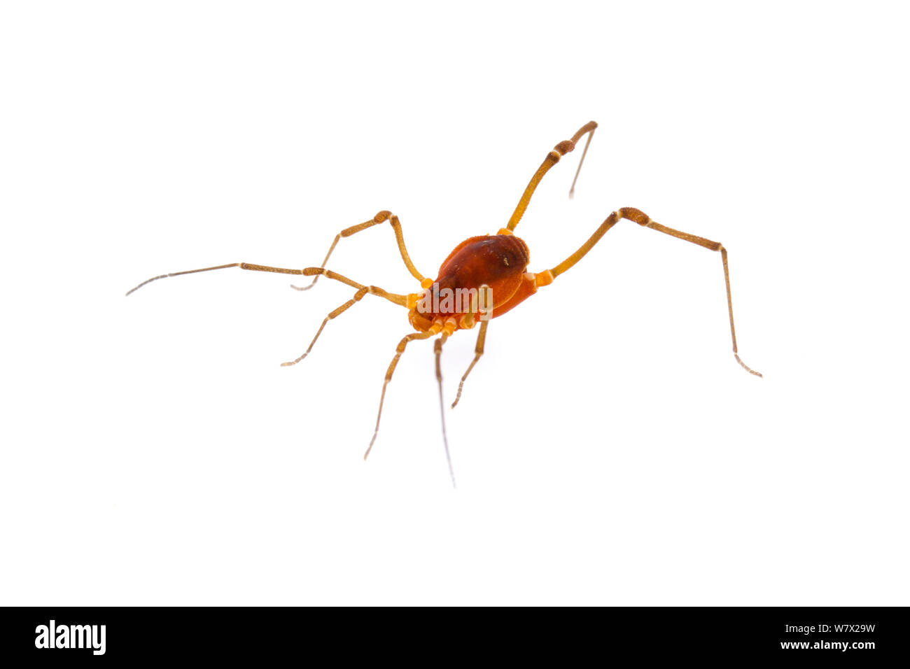 Harvestman Opiliones Sp High Resolution Stock Photography and Images ...
