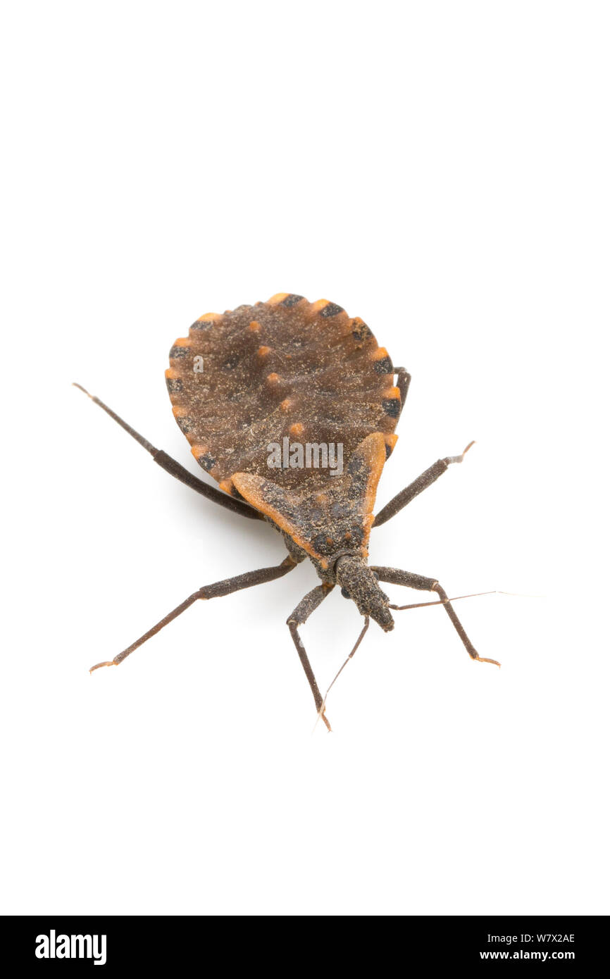 Blood Sucking Conenose Assassin Bug (Triatoma sp.) nymph, Austin ...