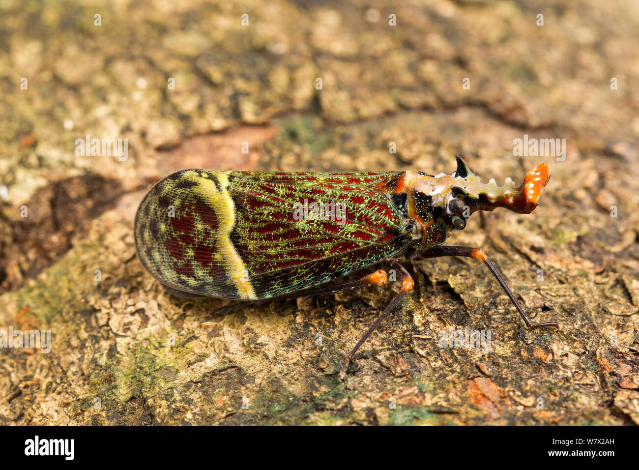 Lantern bug hi-res stock photography and images - Alamy