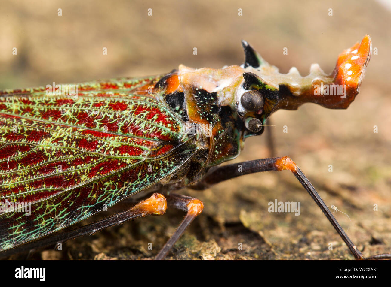 Lantern Bug (Phrictus quinqueparitus) in cave, Cayo District, Belize ...