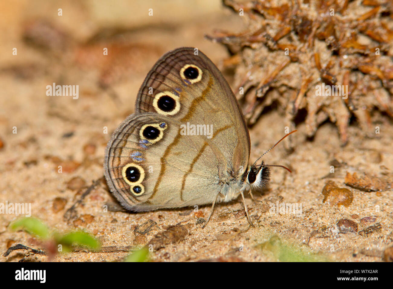 Papilio cymela hi-res stock photography and images - Alamy