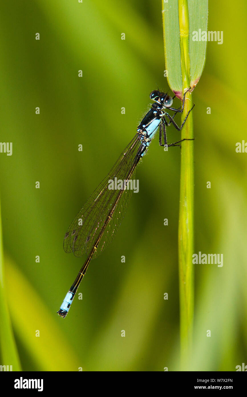Pacific Forktail (Ischnura cervula) male resting on leaf, Dragon Lake ...