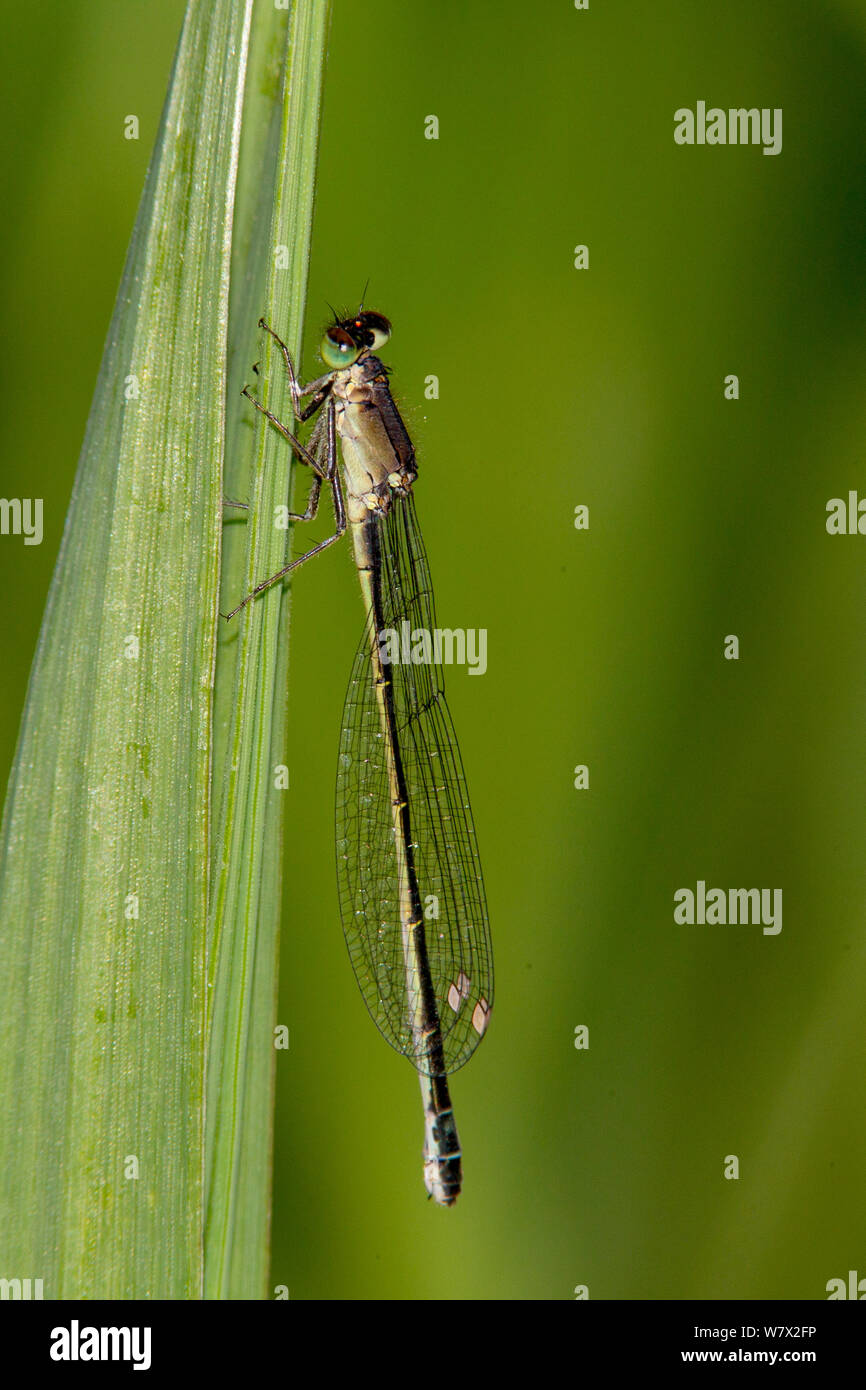 Pacific Forktail (Ischnura cervula) female resting on leaf, Dragon Lake ...