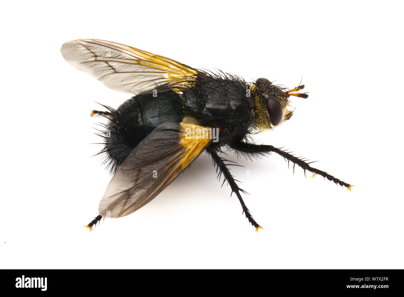 Diptera parasitoid Cut Out Stock Images & Pictures - Alamy