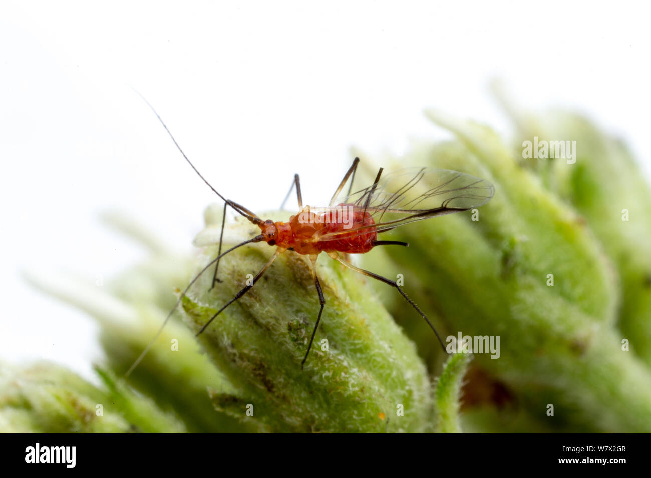 Red Aphid