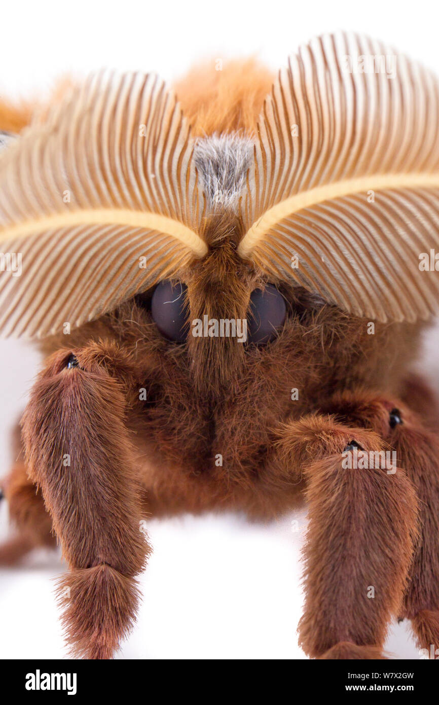 Polyphemus Moth (Antheraea polyphemus) Austin, Travis County, Texas ...