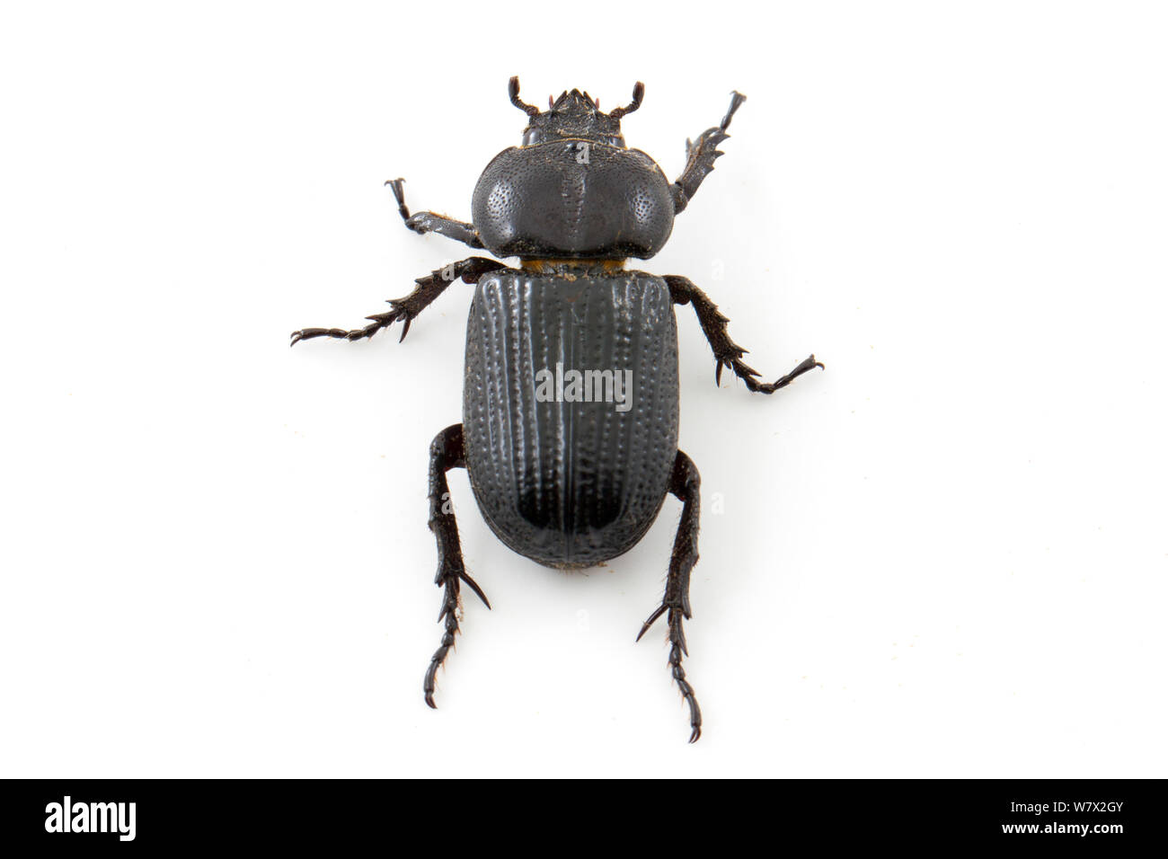Rhinoceros Beetle (Phileurus valgus) Brackenridge Field Laboratory ...