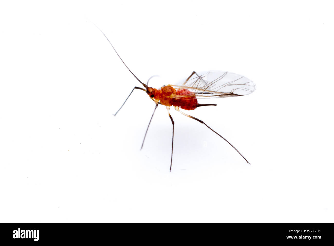 Uroleucon Sp High Resolution Stock Photography and Images - Alamy