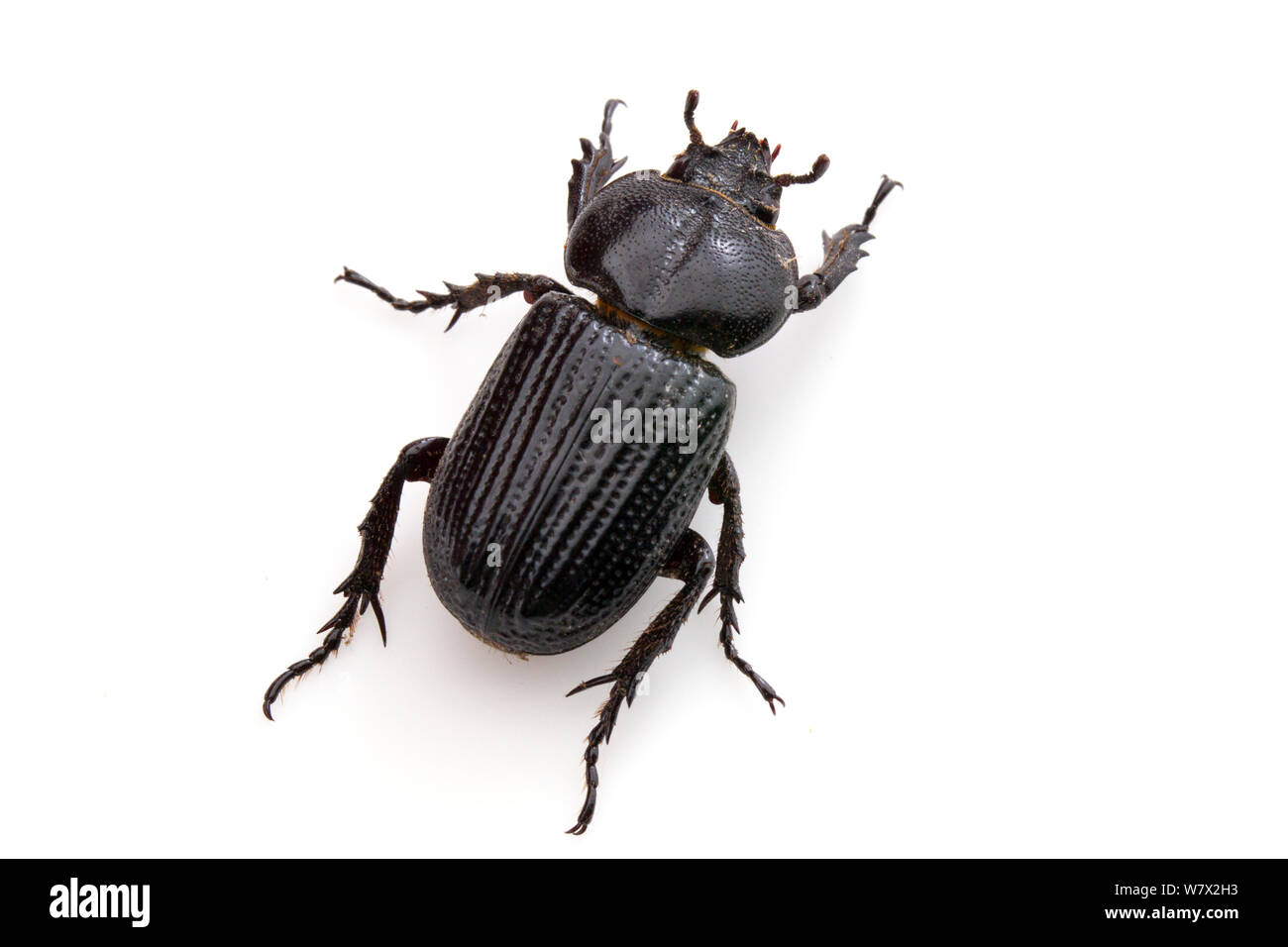 Rhinoceros Beetle (Phileurus valgus) Brackenridge Field Laboratory ...