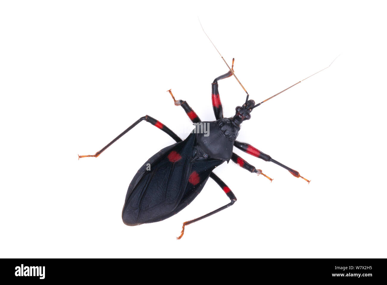 Redspotted Assassin Bug (Platymeris laevicollis) captive at University ...