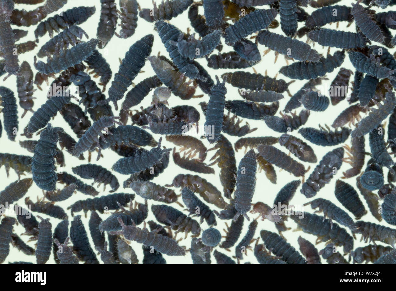 Springtails mating hi-res stock photography and images - Alamy