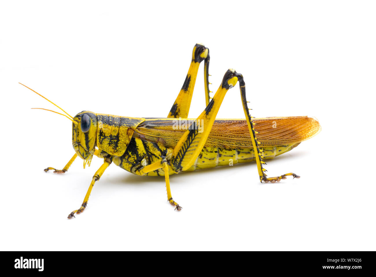 Grasshopper Creek Cut Out Stock Images And Pictures Alamy
