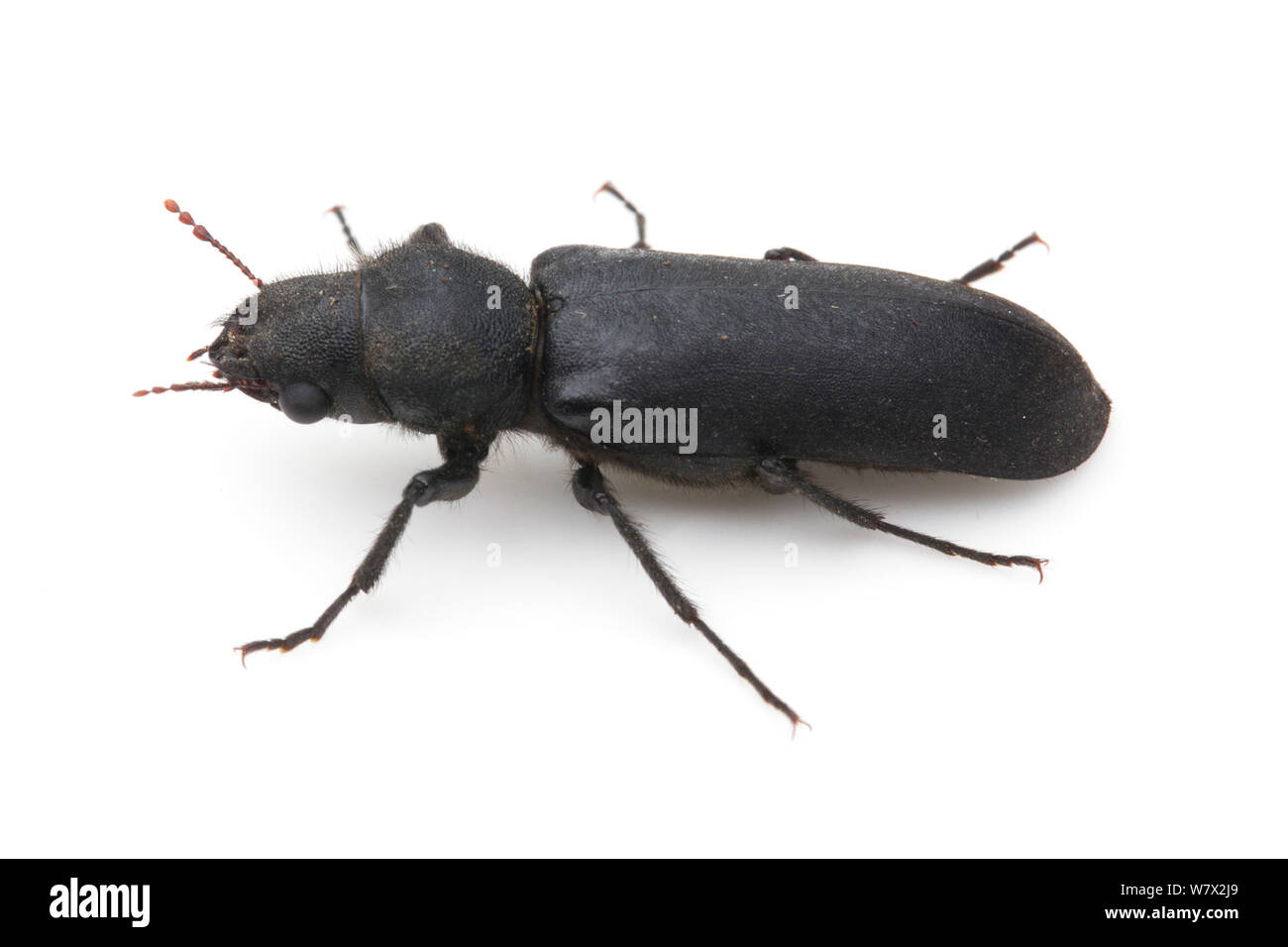 Polycaon stouti hi-res stock photography and images - Alamy