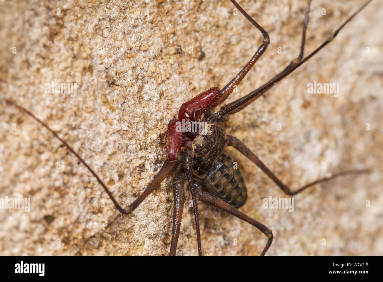 Whip Spider High Resolution Stock Photography and Images - Alamy