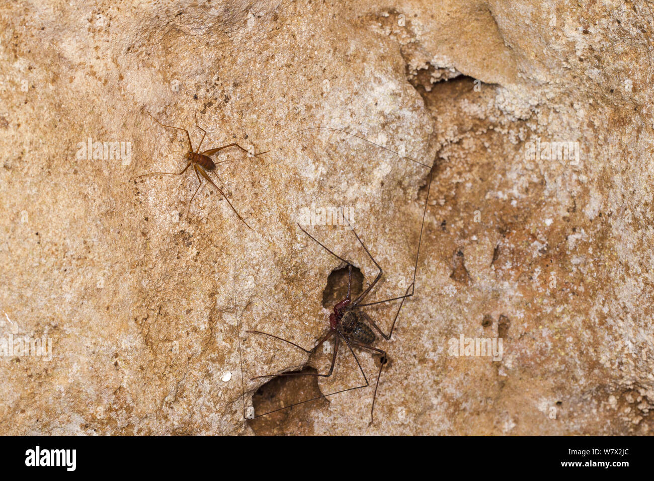Whip spider hi-res stock photography and images - Alamy