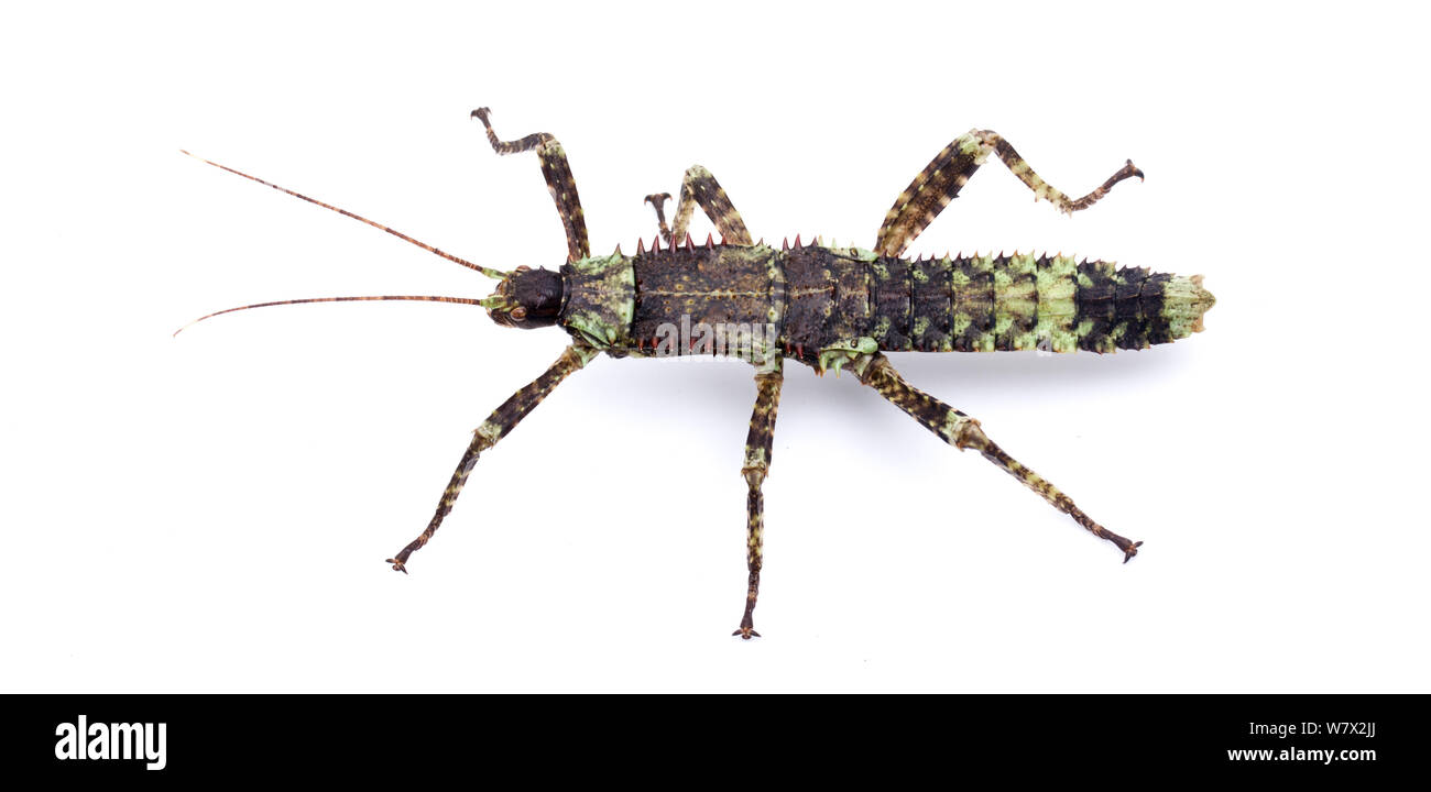 Thorny Devil Stick Insect (Eurycantha calcarata) nymph. Captive at the ...