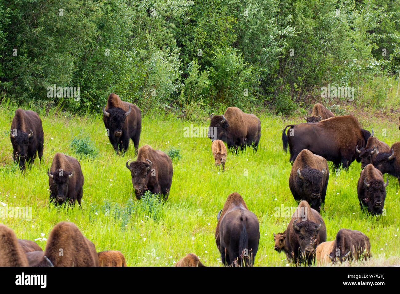 North american wood bison bison bison athabascae hi-res stock ...