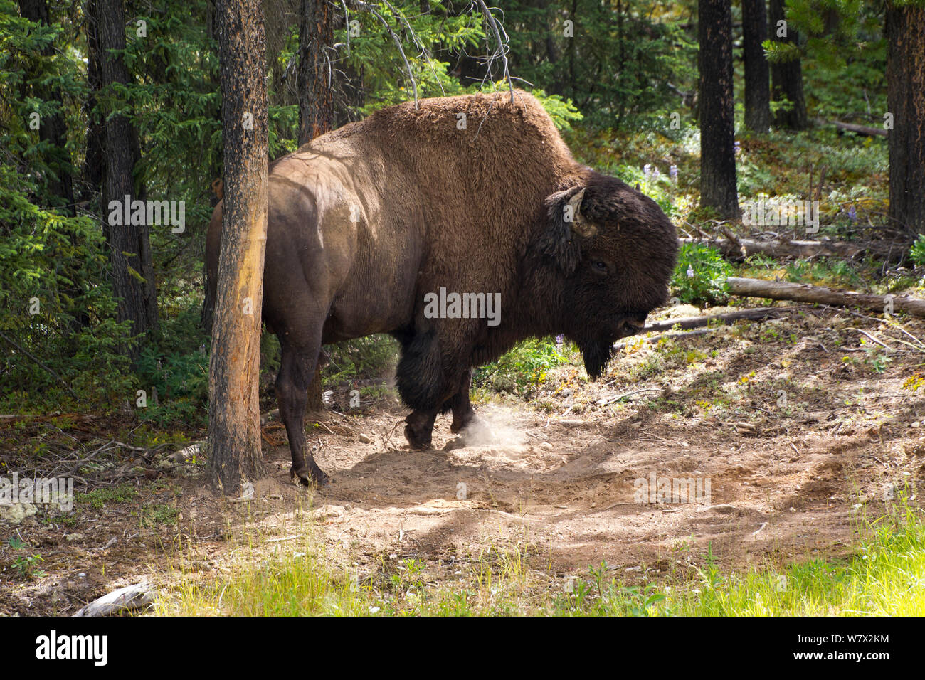 Mountain Buffalo (Bison bison athabascae) rubbing against tree at ...
