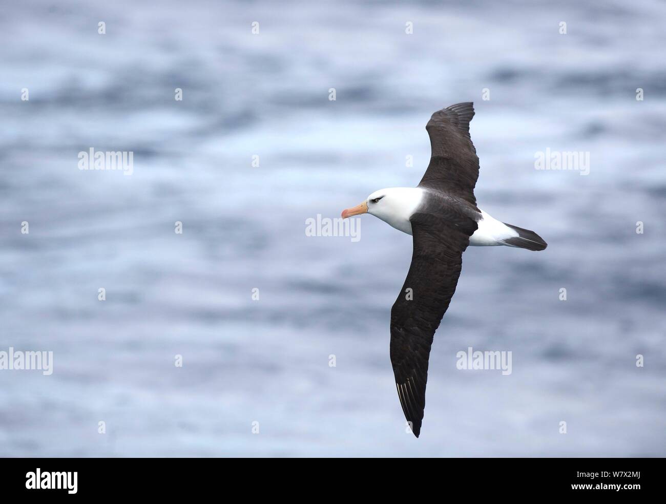 Campbell albatross (Thalassarche impavida) in flight over sea, south of ...