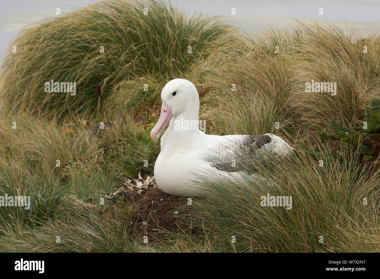 Royal albatross (Diomedea epomophora) on nest brooding young chick ...