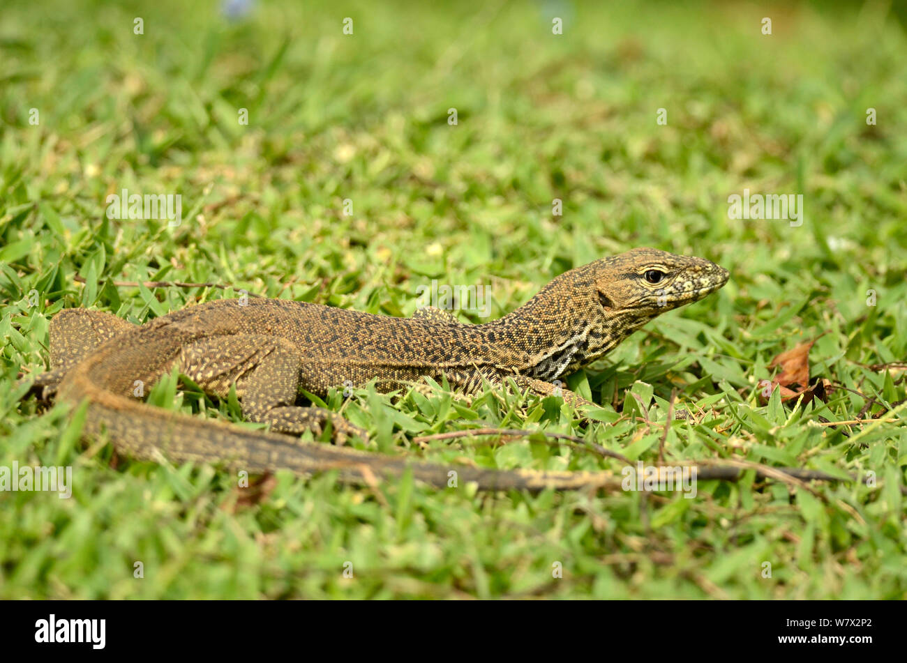 Monitor lizard (Varanus bengalensis) juvenile, Sri Lanka Stock Photo ...