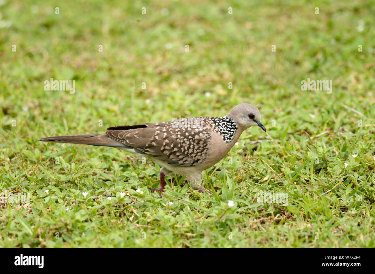 Spotted dove (Spilopelia chinensis), Sri Lanka Stock Photo - Alamy