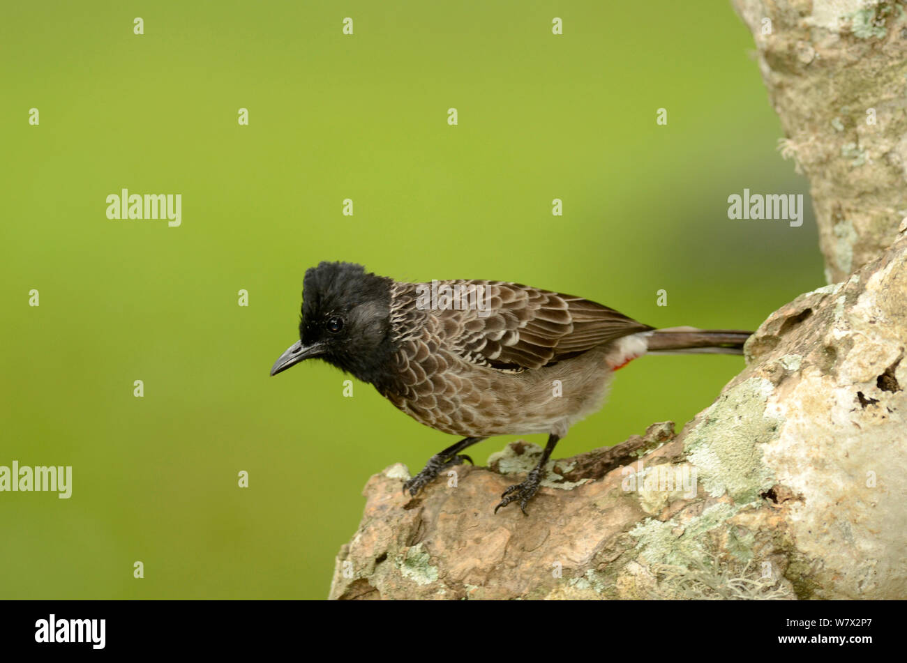 Red-vented bulbul (Pycnonotus cafer), Sri Lanka Stock Photo - Alamy
