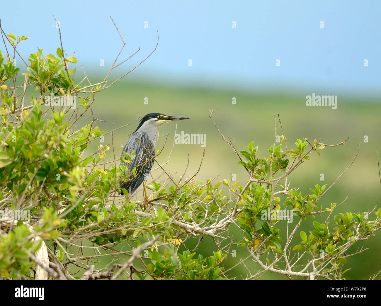 Greenbacked Heron Butorides Striatus High Resolution Stock Photography ...