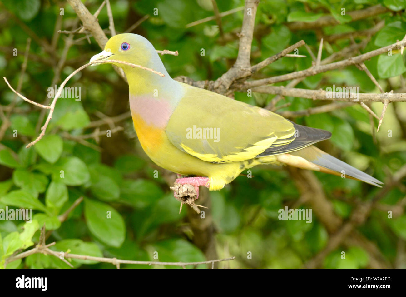 Orange Breasted Green Pigeon