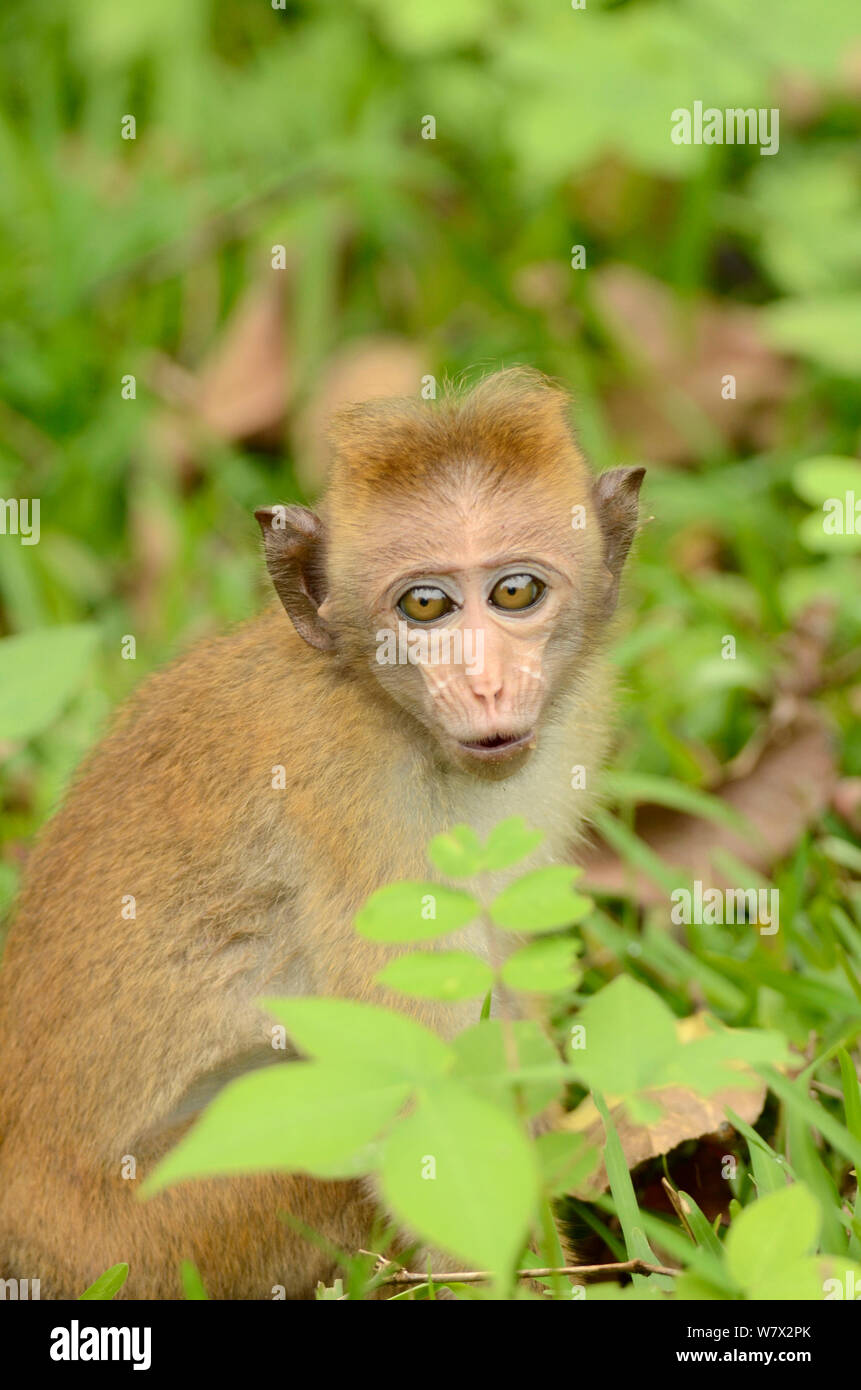 Toque macaque hi-res stock photography and images - Alamy