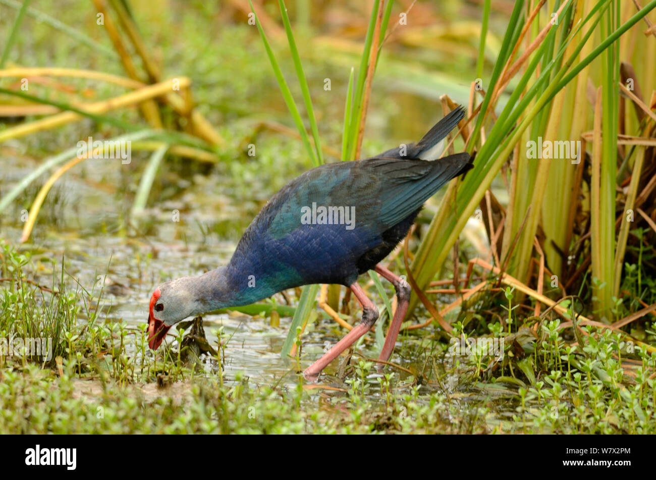 Purple swamphen (Porphyrio poliocephalus), Boondala Bird Sanctuary, Sri ...