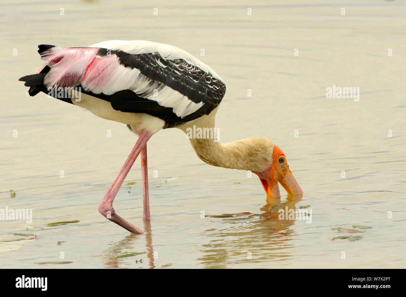 Painted stork (Mycteria leucocephala), Boondala Bird Sanctuary, Sri ...