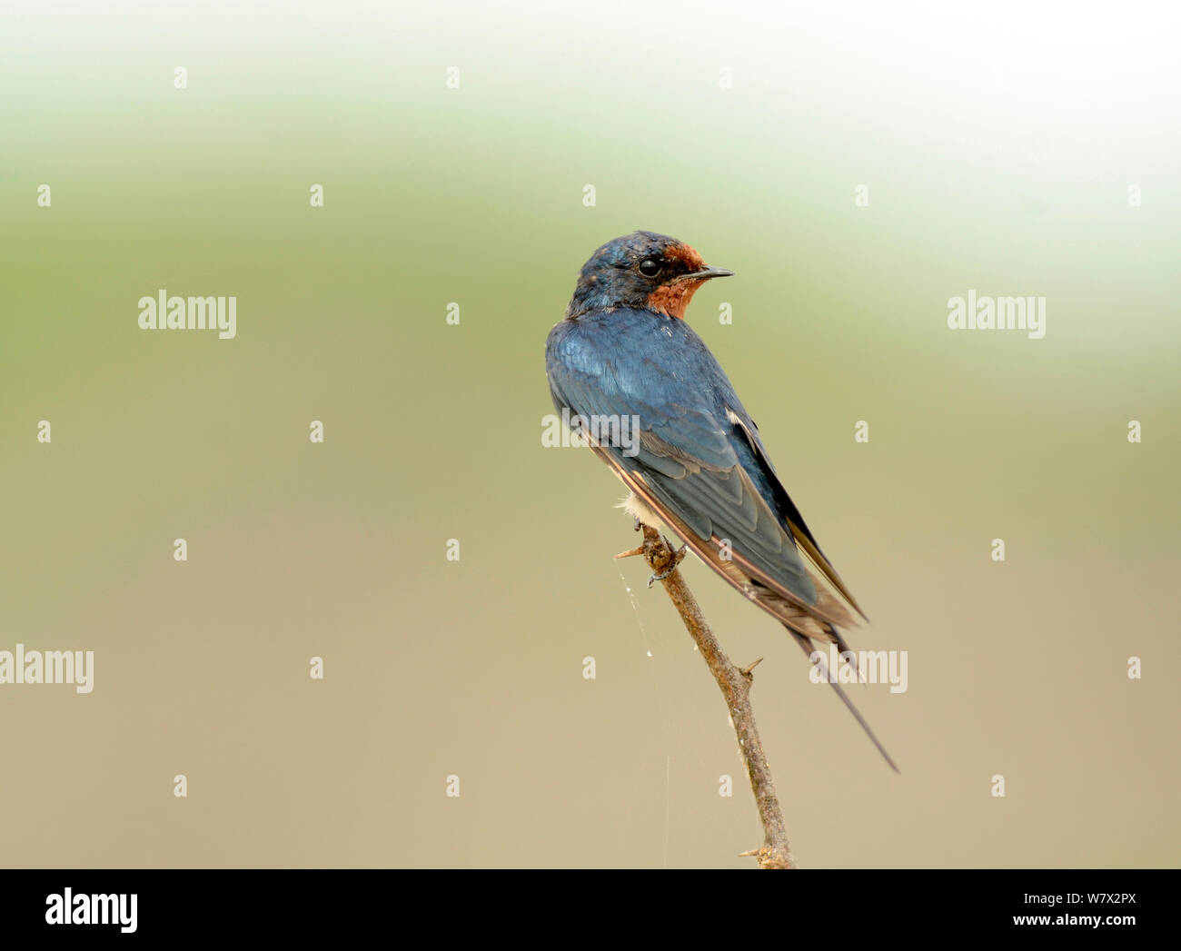 Sri lanka swallow hi-res stock photography and images - Alamy